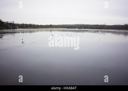 Frozen lake birds flying overhead Stock Photo - Alamy