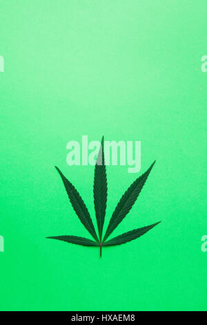 Single Green Cannabis Leaf from Medical Marijuana or Hemp Plant on ...