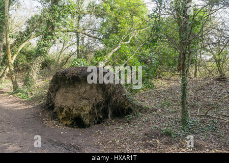 Root ball of fallen tree in the forest with snow and skunk cabbage in ...