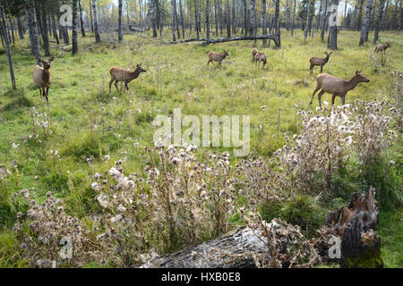 A small elk herd grazing in a meadow among ponderosa pine trees along ...