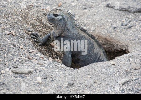 Marine Iguana female (Amblyrhynchus cristatus) digging nest burrow on ...