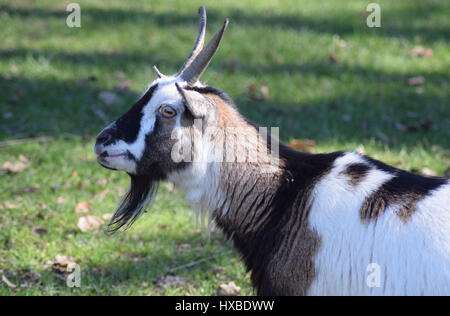 Domestic Goat - Camperdown Zoo, Dundee Stock Photo - Alamy