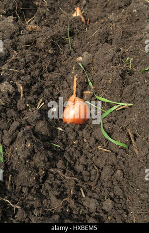Hoeing onions in the garden Stock Photo: 243004231 - Alamy