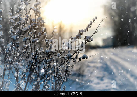 lanscape snow grass macro tree winter Stock Photo - Alamy