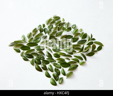 Closeup of many green leaves represented over white background. Nice ...