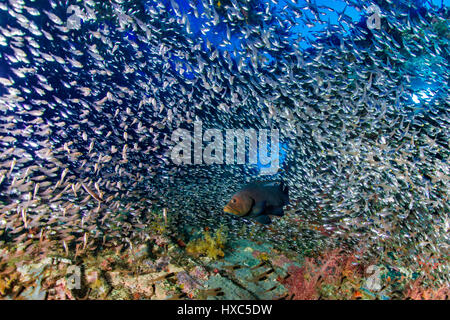 Redmouth grouper fish, Aethaloperca rogaa, with cleaner wrasse, "Red ...