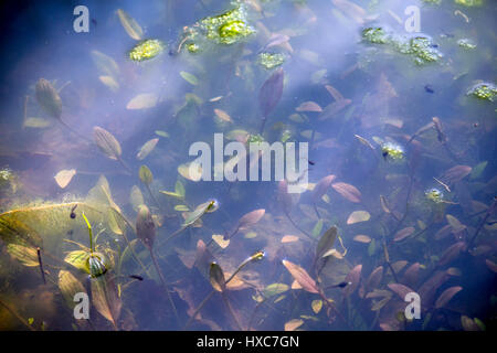 The tadpole is the wholly aquatic larval stage in the life cycle of an ...