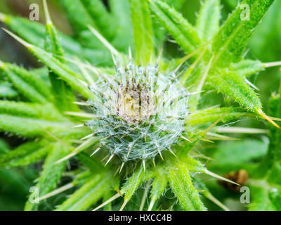 Close up of a Burr Thistle flower Stock Photo - Alamy