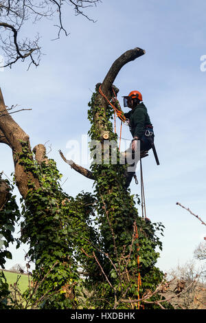 Arborist of lumberjack pollarding tree with a Husqvarna chainsaw ...