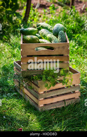 fresh cucumbers in boxes and pickles isolated on white Stock Photo - Alamy