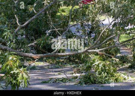 Broken oak tree branches lying on ground moss wrapped at nature reserve ...