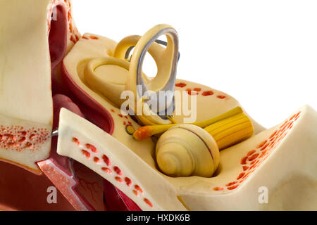 Cross section of human ear on white background Stock Photo - Alamy