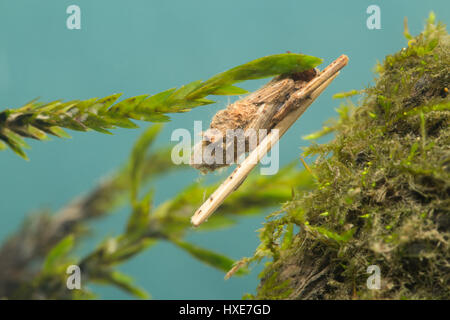 Northern caddisfly larvae (Limnephilidae Stock Photo - Alamy