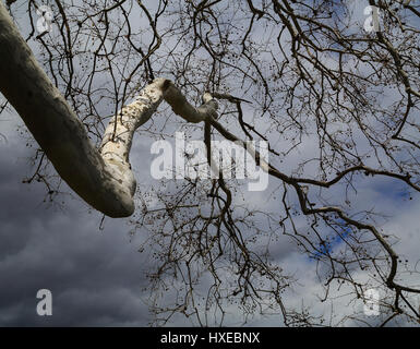 Sycamore trees near farm in rain storm. Hudson NY Stock Photo - Alamy