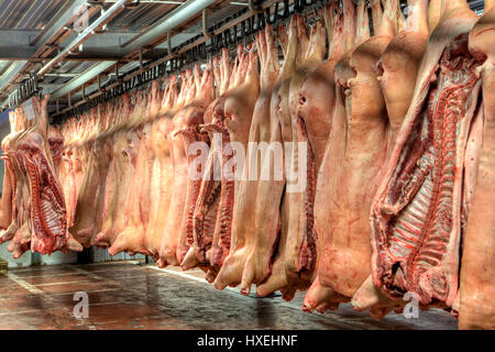 Pork hanging in the refrigeration room of the meat wholesaler Stock ...
