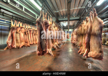 Frozen pig carcasses hanging on hooks, red meat stored in cold storage ...