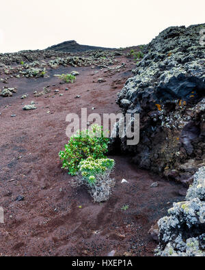 vegetation on lava at Fuencaliente of San Antonio after eruprion in the ...