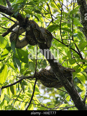 Burmese Python in the jungle, Ko Tarutao Island, Thailand Stock Photo ...