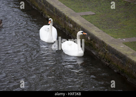 Beswick Swan on the River Wye in Bakewell, Derbyshire Stock Photo - Alamy