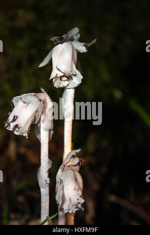 Ghost Pipe (Monotropa Uniflora) Growing Among Dead Leaves, Ferns Stock ...