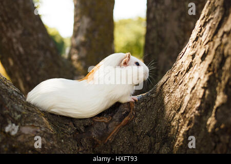 A closeup of a cute guinea pig (caviaporcellus) on dried grass Stock ...