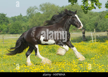 Shire Horse galloping on a flowering meadow Stock Photo - Alamy