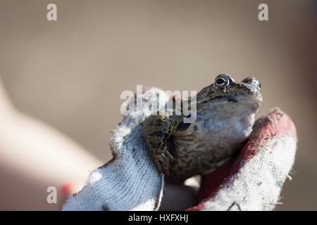 Help for amphibians Stock Photo - Alamy