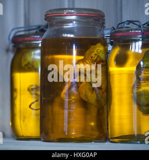 Animal embryos in formaldehyde Stock Photo - Alamy