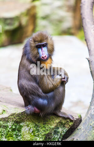 Full body of male drill, Mandrillus leucophaeus Stock Photo - Alamy