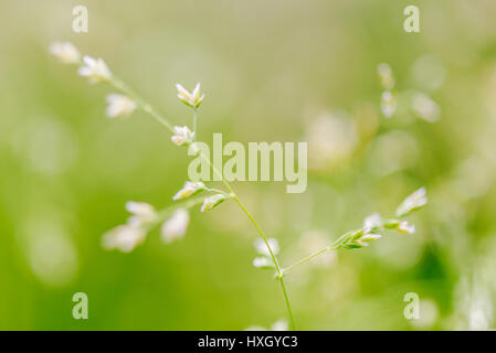 Macro shot of grass with seeds, shallow depth of field Stock Photo - Alamy