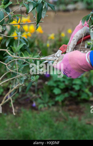 Gardener pruning a dwarf buddleia plant. UK Stock Photo - Alamy