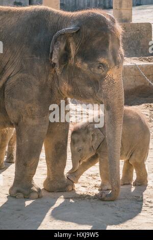 Hanover, Germany. 27th Mar, 2017. Flamingos seen in the zoo in Hanover ...