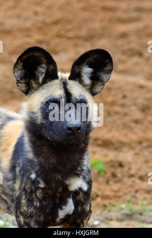African wild hunting dogs at London Zoo Stock Photo - Alamy