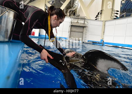 The pool at the aquarium, Vladivostok, Russky Island, Far East ...