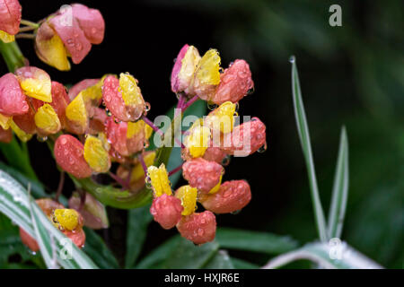 Lupins in a garden at Breney Common, Cornwall Stock Photo - Alamy