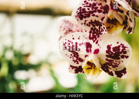 Beautiful Cymbidium Orchid Stock Photo - Alamy