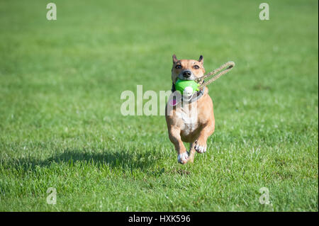 Staffordshire Terrier with a toy in its mouth. Staffordshire terrier ...