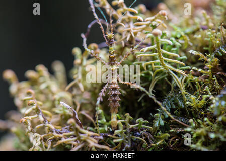 A spiky insect camouflages among moss in Andean cloud forest. Northern ...