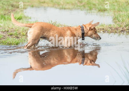 Dog splashing in small stream on a walking path in the Palatine Forest ...