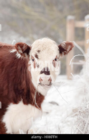 young female cow in a wintry field Stock Photo - Alamy