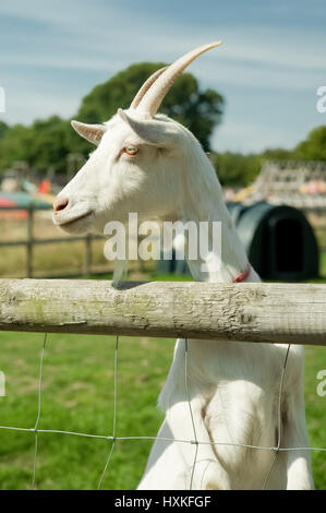 GOAT looking over farmyard fence England Stock Photo - Alamy