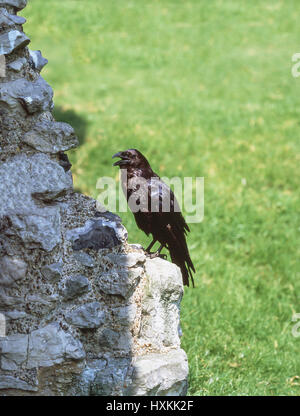 A crow at The Tower of London Stock Photo - Alamy
