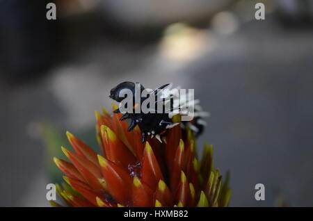 Bunaea alcinoe Cabbage tree emperor moth, African moth species ...