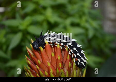 Bunaea alcinoe Cabbage tree emperor moth, African moth species ...
