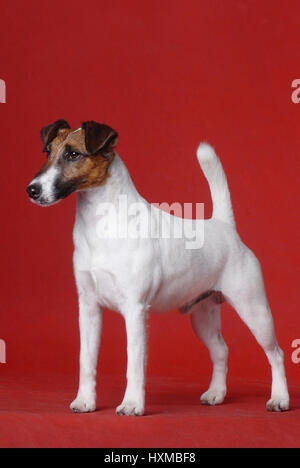 Smooth Fox terrier Stock Photo - Alamy