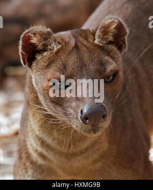 fossa, cryptoprocta ferox, animal, cat Stock Photo - Alamy
