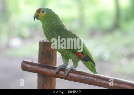 Beautiful speaking green parrot outside in the ranch Stock Photo - Alamy