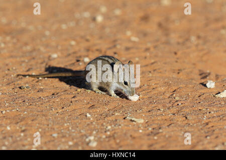 Rhabdomys pumilio (Four-striped grass mouse, Striped field mouse ...