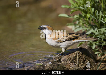 Red-brown sparrow, Passer motitensis - Great Sparrow, Rotbrauner ...