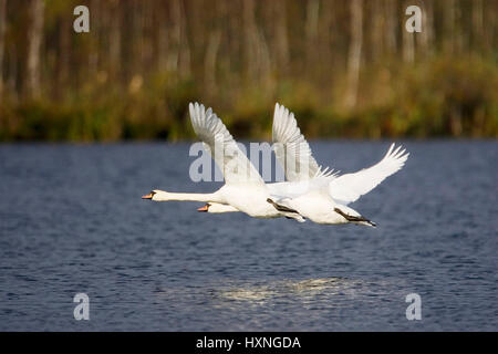 To hump swan in the flight, Masuria, Pole,, Hoeckerschwane im Flug ...